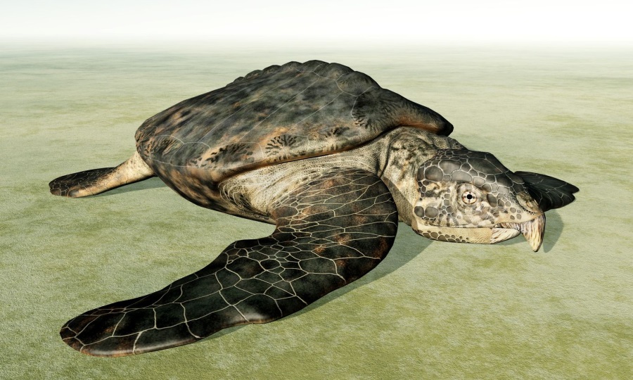 Archelon - JungleKey.fr Image #250