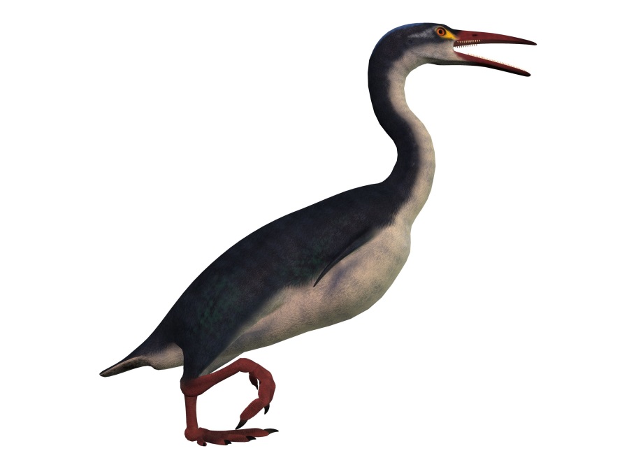 ヘスペロルニス(Hesperornis) | 恐竜図鑑