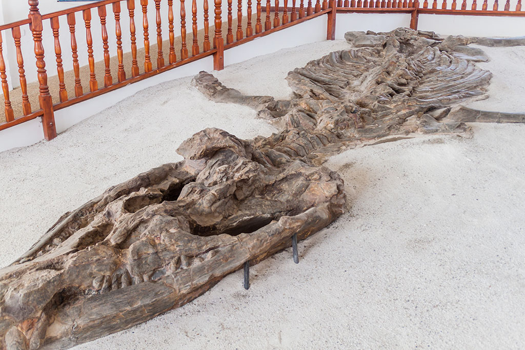 クロノサウルス(Kronosaurus) | 恐竜図鑑